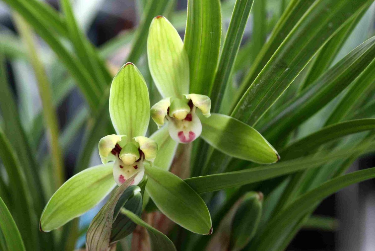 Cymbidium goeringii (Rchb. f.) - Youlite Metal Products