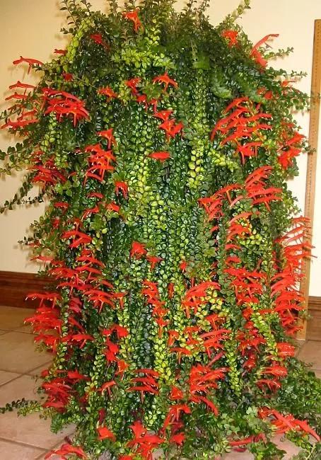 Small-leaf goldfish vine - Youlite Metal Products